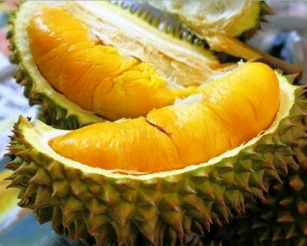 Durian Tanam Kayu, Si Kuning Emas Gurih dan Lezat dari Sumbar