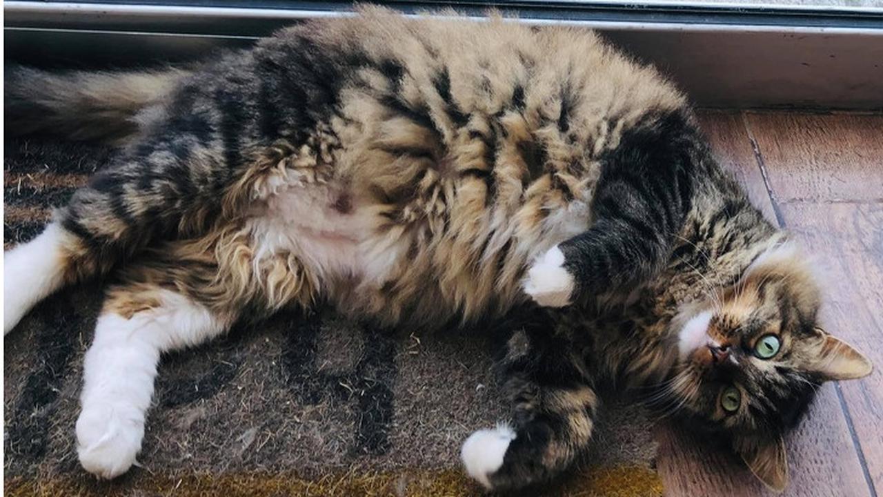 Kucing Ini Beri Tuannya Uang Setiap Hari, dari Mana Asalnya?